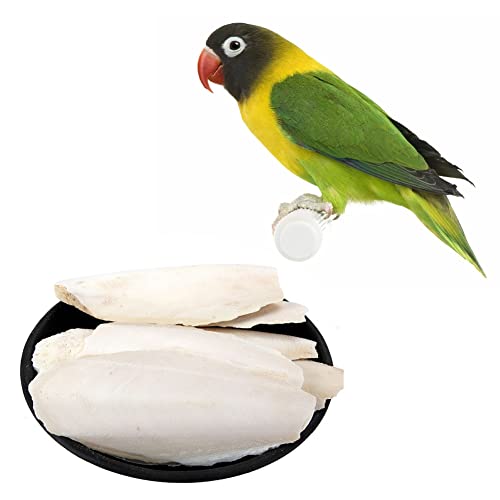 Cuttlefish Bone for Birds with Metal Holder, Cuddle Bone, Bird ...