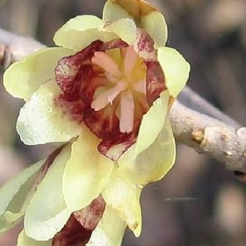 Amazon.com : Chimonanthus praecox Fragrant Wintersweet 10 Seeds ...