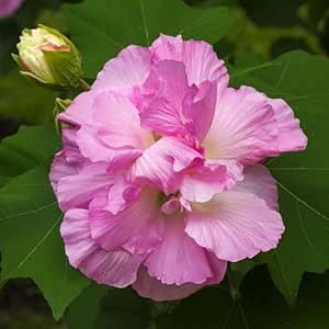Land Lotus Sthal Padma Live Plant Sacred Flower Species with Multi ...