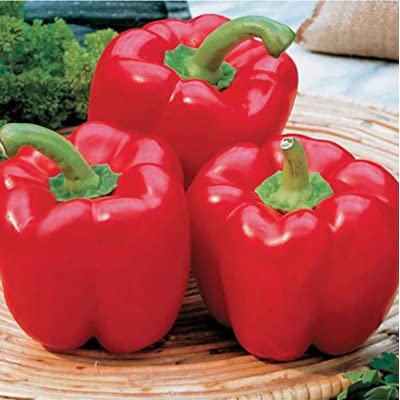 Green World Red Capsicum For Kitchen Gardening (20 Seed (Pack Of 4 ...