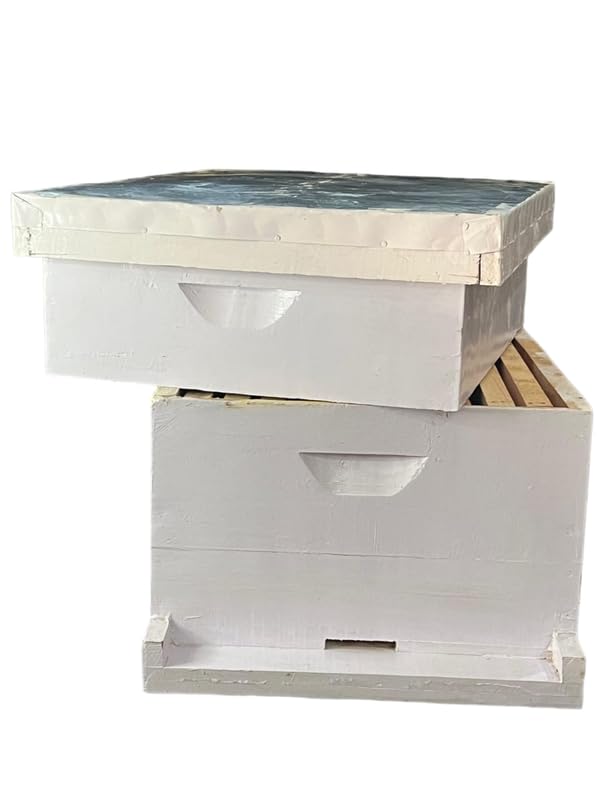 BeeReady Honeybee Wooden Hive Bee Box | Premium Toon Wood Beehive for ...