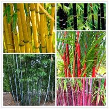Red Bamboo Tree Seeds Pack Of 90 : Amazon.in: Garden & Outdoors
