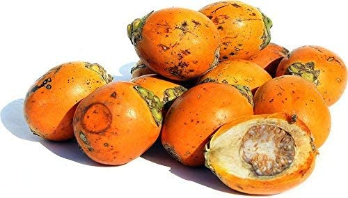 Plant Nursery Online Betel Nut Supari Areca nut Plant Plants Tree ...