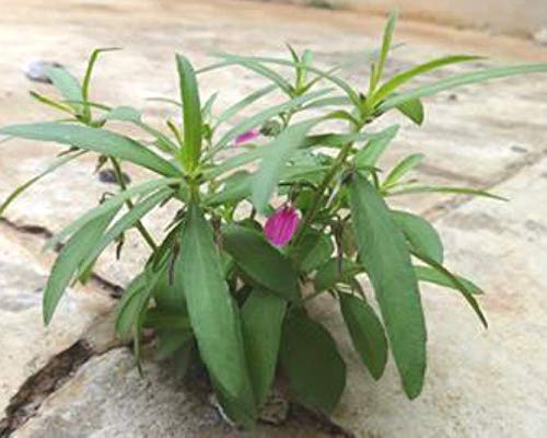 Kapebonavista® Ratan purush Munbora Spade Flower Rathnapurusha ...