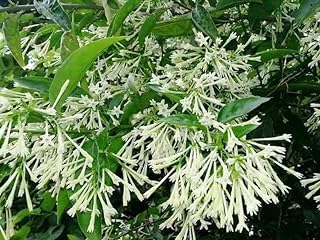 The Gifti ® Live Hasnuhana/Rat ki Rani/Hasnahana/night blooming jasmine ...