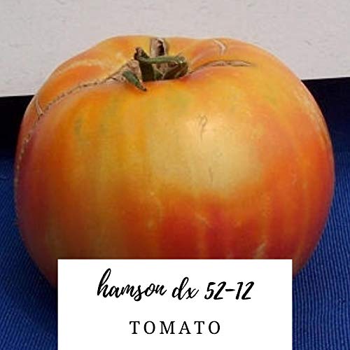 Hamson DX 52-12 - Tomato : Amazon.in: Garden & Outdoors
