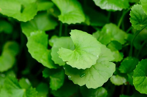 Gachwala Thankuni Plant/Thalkudi (Centella asiatica), Indian Pennywort ...