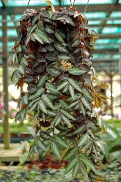 Gachwala Watermelon Begonia Plant (Pellionia repens), Procris repens ...