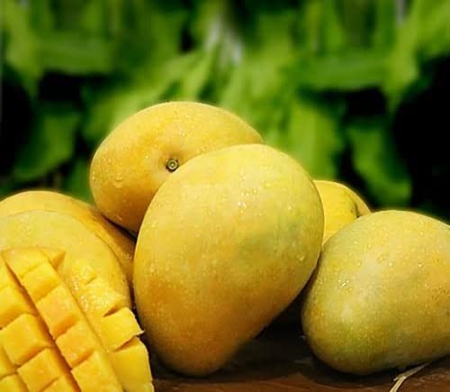 Green Woodland Anwar Ratol Mango Plant-Grafted Variant Fruit Plant ...