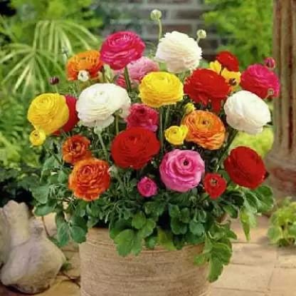Ekaaksh - Ranunculus Buttercup Bloomingdale Mix Colors Flower Bulbs for ...