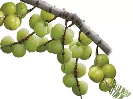 100 seeds of Phyllanthus emblica (Emblica officinalis) Seeds ,Nepalese ...