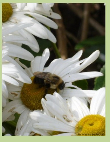 Amazon.com: Daisy and Bee Lined Blank Book 8.5 x 11: 8.5 by 11inch 100 ...