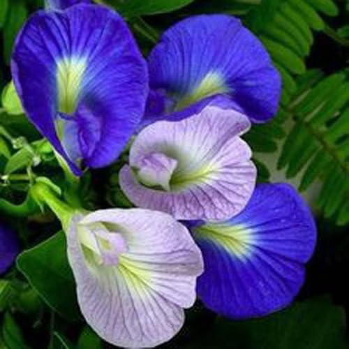 NatureHills Aparajita Seeds Mixed Color Pack Blue, Pink White Double ...