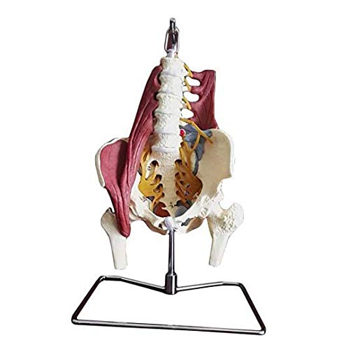 Buy LXT PANDA Female Pelvis Model, Life Size Anatomical Female Pelvis ...