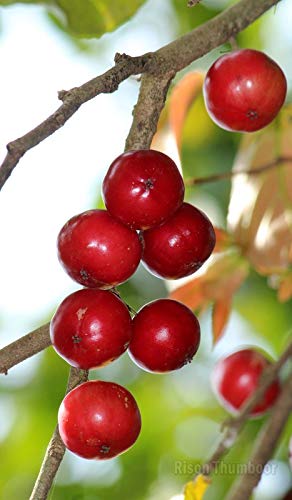 LushGreen Gardens Fruit Tree Live Plant - Dwarf Rare Loobi Coffee Plum ...