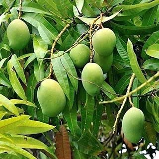Mphmi All Season Mango Plant Sweet Dwarf Maldah Special Fruit Live ...