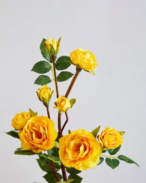 Ariya Rare Grafted English Rose Plant" Comtes De Champagne" Rich Yellow ...