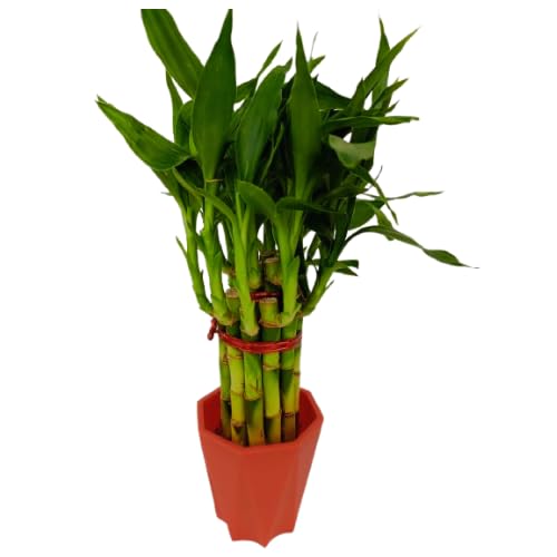 Phulwa (Pack of 1) Long lucky bamboo stick Plant - Red : Amazon.in ...