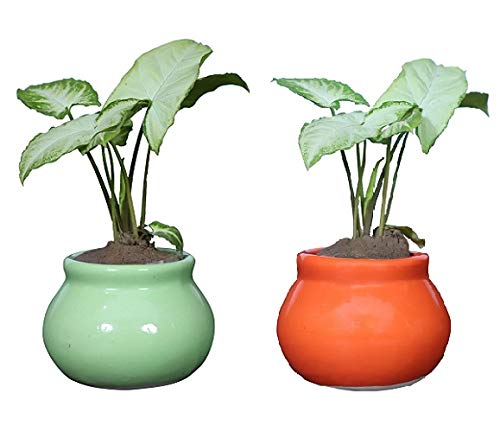 Lyallpur Stores Ceramic Pots for Plants Matki Shape - Small Size (Green ...