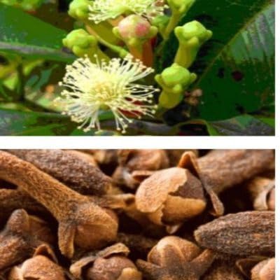 Greenvalue Clove Plant Live Hybrid - Plant Height 1.5-2 Feet (flower ...