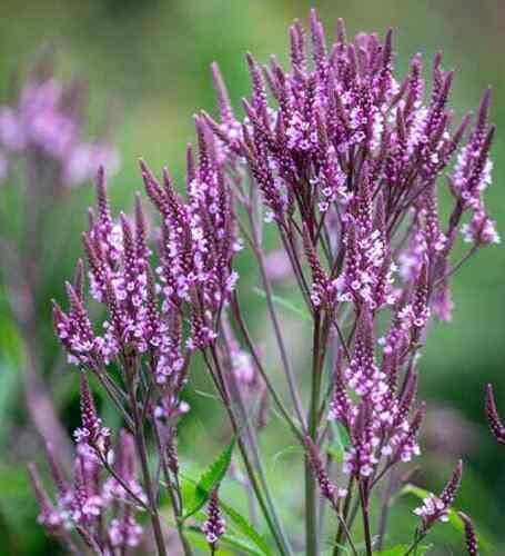 American Blue Vervain Flower Seeds