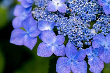 SelpLine | Pentas Blue Flower Plant - Fresh & Natural Live Plant ...