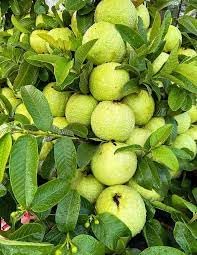 Live Thai Guava Fruit Tree Live Plant Original Taiwan Pink Guava Plant ...