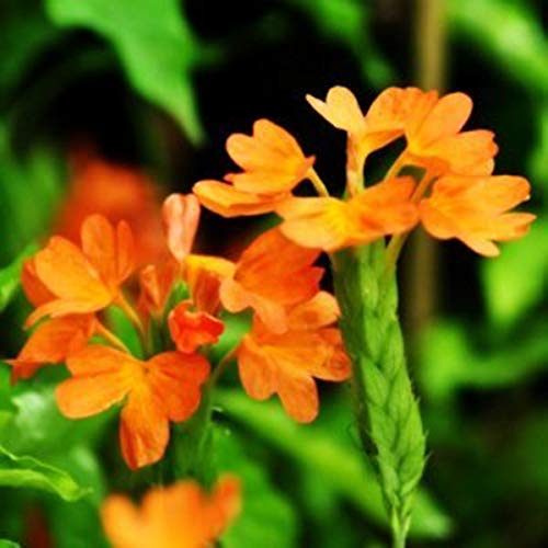 Plants Point Dwarf Rare Yellow Crossandra (Crossandra infundibuliformis ...