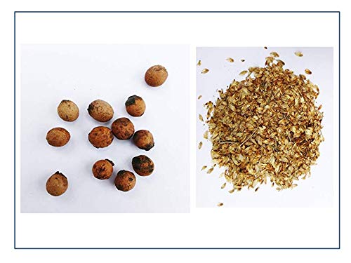 RK Seeds White Sandalwood Seeds,chandan seeds, (Santalum album) - Pack ...