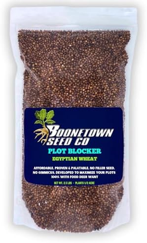Amazon.com : Bulk Egyptian Wheat Seeds for Planting - Can Grow to 10 ...