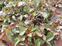 VENUS-ONLINE Ponnanganni Cheera (Alternanthera sessilis); Dwarf ...