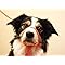 K9 Bridle - to stop your dog pulling (Medium, Red) : Amazon.co.uk: Pet ...