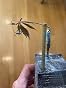 Amazon.com : Scarlett Princess Japanese Maple Live Tree NOT Seeds - A ...