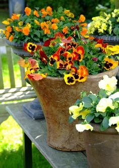 Creative Farmer Flower Seeds : Pansy Scarlet Red Variety Plant Seeds ...