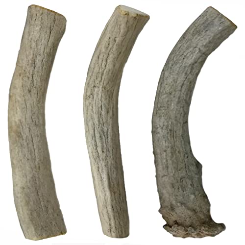 Top 10 Best Elk Antlers For Dogs : Reviews & Buying Guide - Katynel