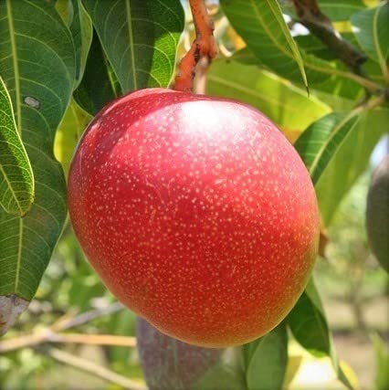 Entacloo_Mango PlantThe famous world's most expensive Japanese Miyazaki ...