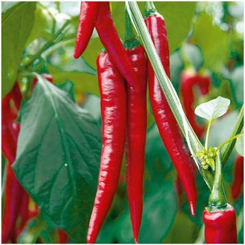RED Chilli Seeds (Vegetable Seeds) Pack of 200 SEEDSshanu Traders ...