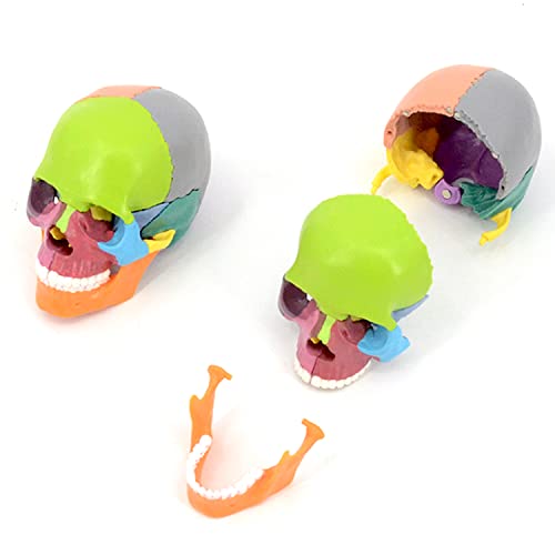 Snapklik.com : Detachable Color Anatomy Skull Model, Mini Size Skeleton ...