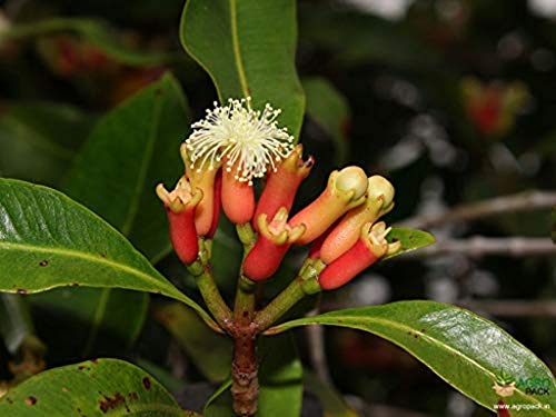 Clove Spice Plant
