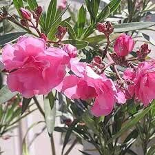 Gopa Nursery Karabi Flower Plant, Pink : Amazon.in: Garden & Outdoors