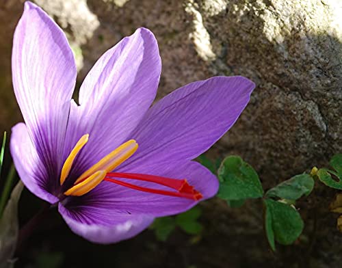 Bulbi Zafferano Italiano → Classifica dei Più Venduti Online 2023