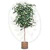 Amazon.com: Maia Shop Artificial Ficus Tree 5.9FT Tall, Fake Tree with ...