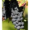 Amazon.com : 40+ Grape Seeds Vine Fruit Seeds Mix Plant Home Garden Non ...