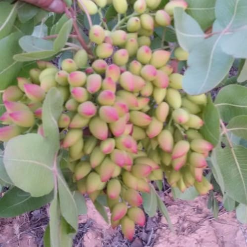 Premium Pista Plant – Grafted Pistachio Tree for Fast Growth & Nut ...