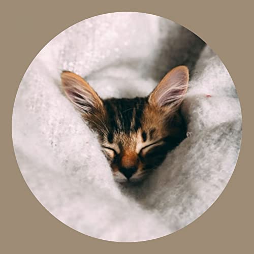 Play Backdrop for Scratching Cats - Latin Music by Cat Music on Amazon ...