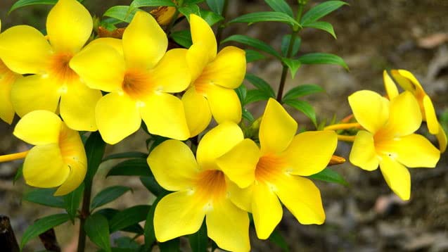 Allamanda bush - How to grow & care