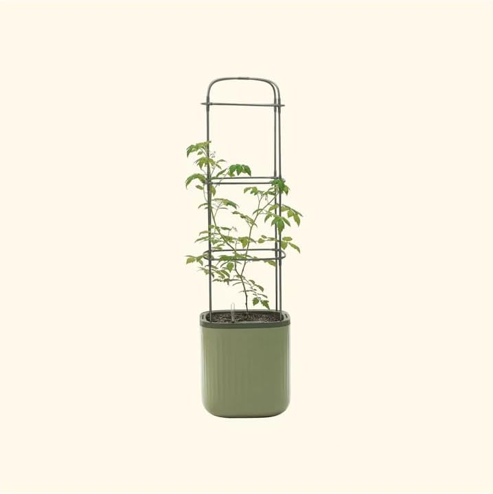 Amazon.com: Generic Self-Watering Rolling Tomato Planter Pot with ...