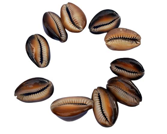 Buy FIRMUS Black Kowdi/Kodi Cowrie Kauri For Lakshmi & Diwali Pooja ...