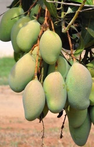 BLOOM & GROW Grafted Sweet Mango Healthy Live Plant (Mango Cheruku ...
