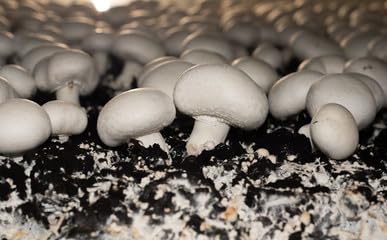 White Button Mushroom Spawn,(200g*5Packet) 1kg - Fresh White Mycelium ...
